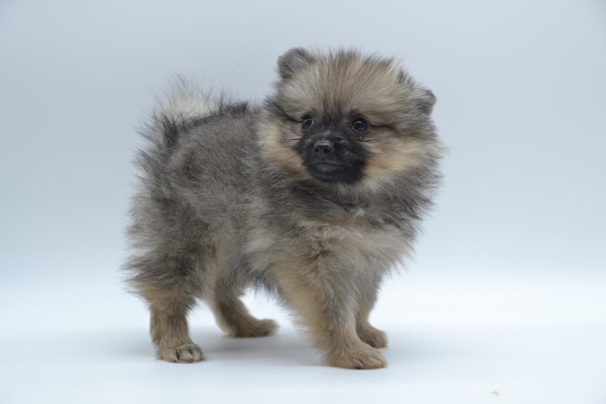 Spitz | Chiens et Chiots