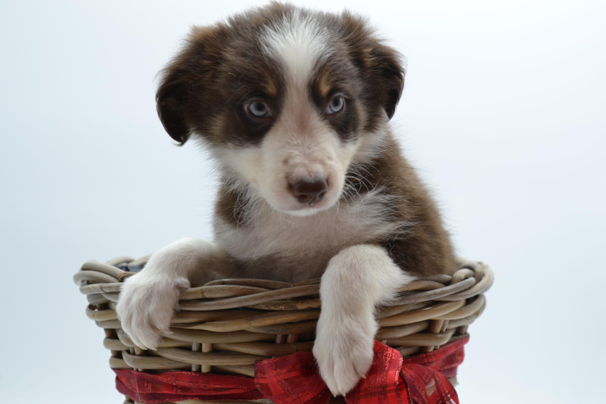 Chiots Border Collie à vendre | Adorables chiots Border Collie en ...