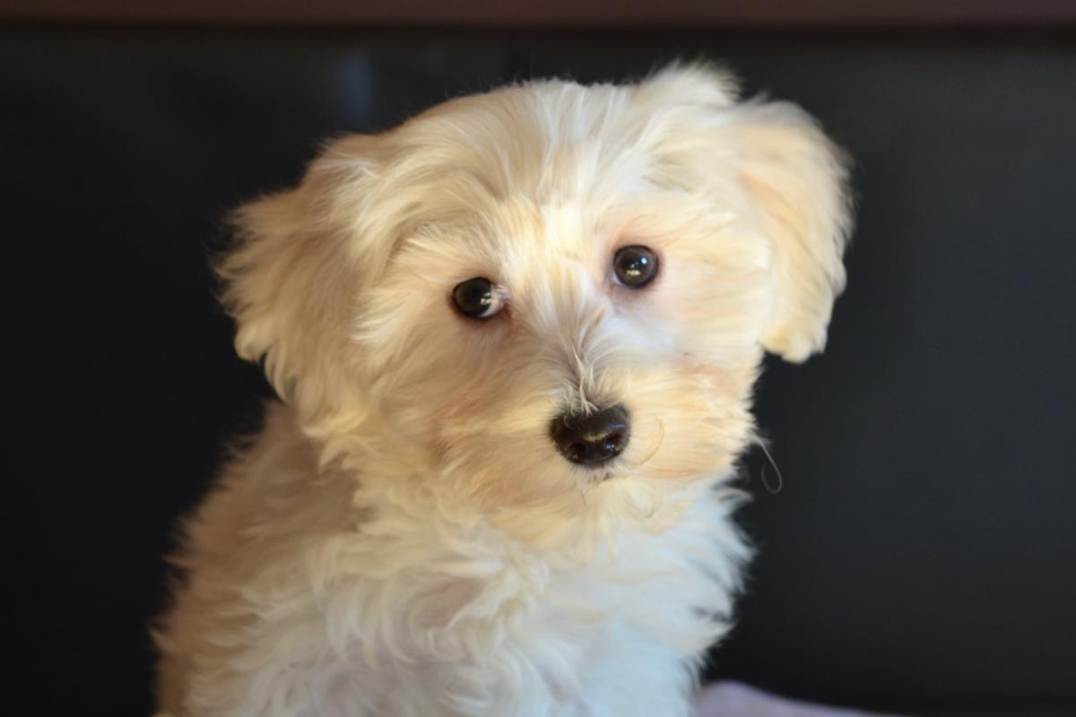 Bichon / Caniche | Chiens et Chiots