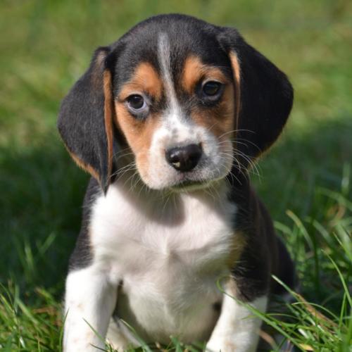 Chiots Beagle à vendre | Des chiots Beagle en élevage au meilleurs prix ...