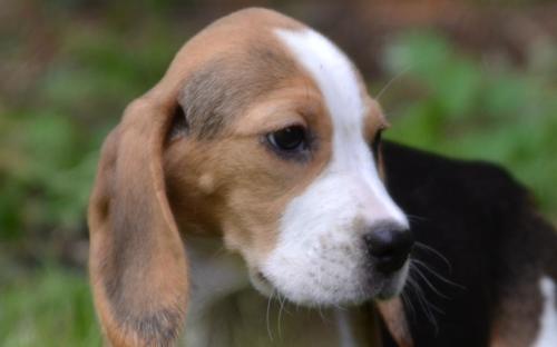 Chiots Beagle à vendre | Des chiots Beagle en élevage au meilleurs prix ...