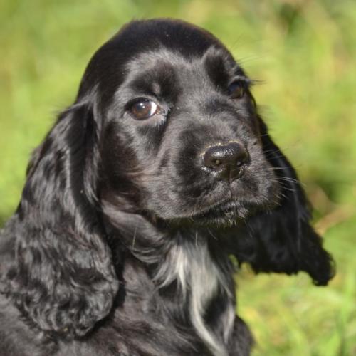 Chiots Cocker à vendre | Les chiots Cocker mignons sont à vendre dans ...