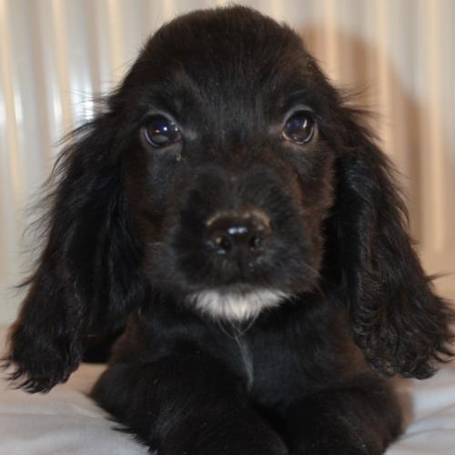 Chiots Cocker à vendre | Les chiots Cocker mignons sont à vendre dans ...